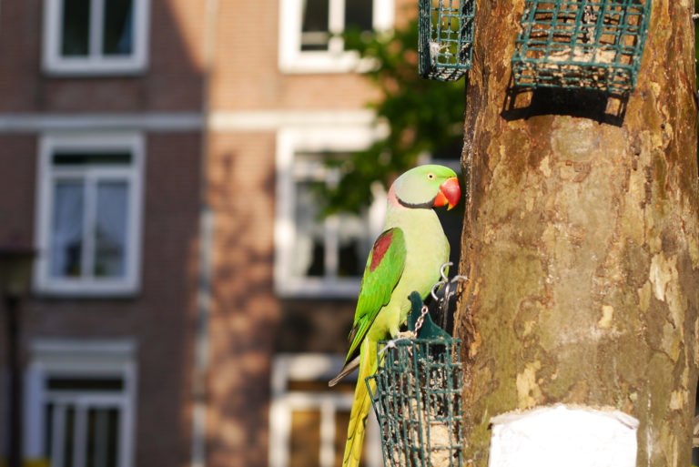 The green birds of Amsterdam | Amsterdamian - Amsterdam Blog