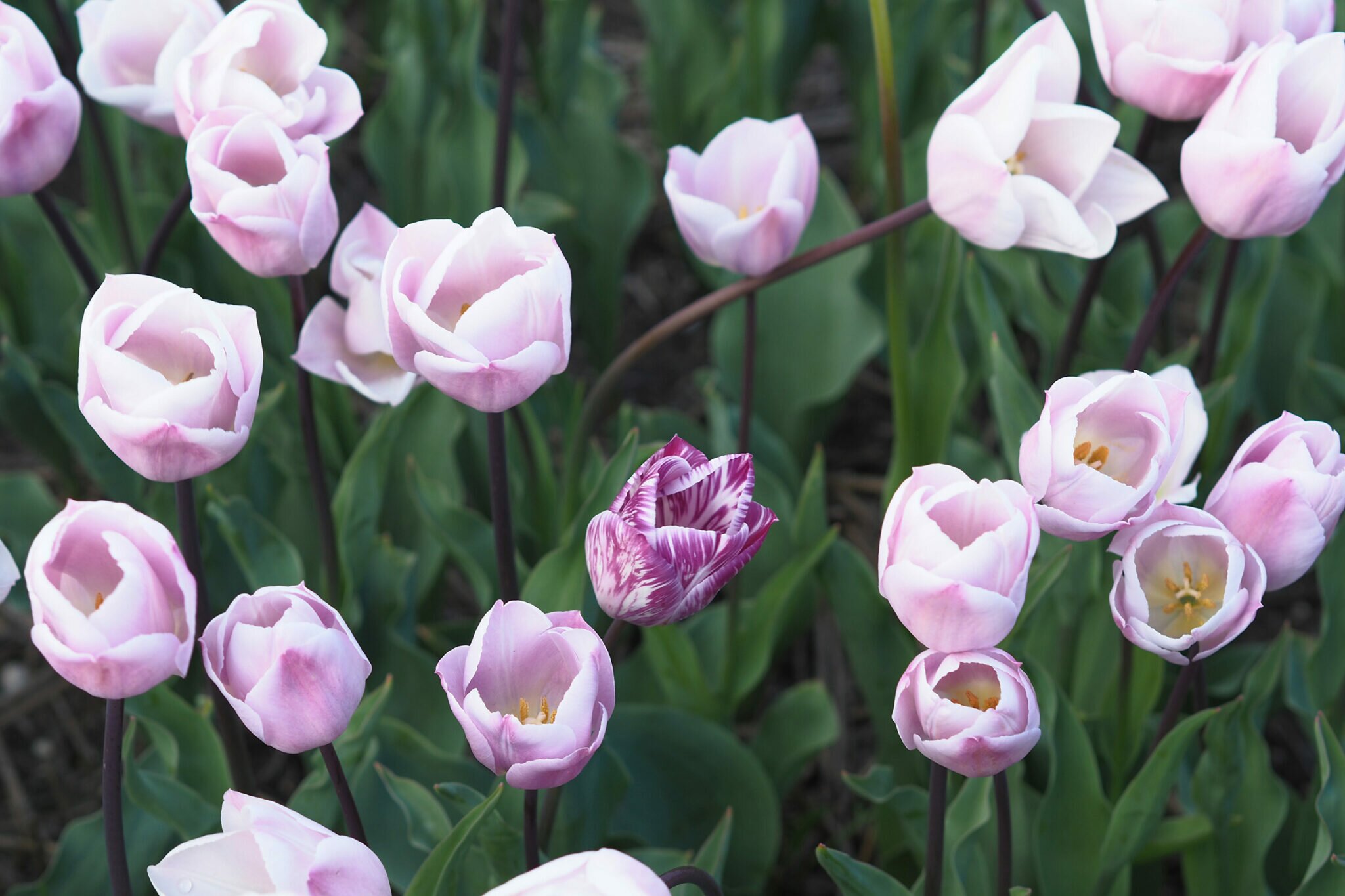 Visit the Dutch Tulip Fields: a Complete Guide | Amsterdamian ...