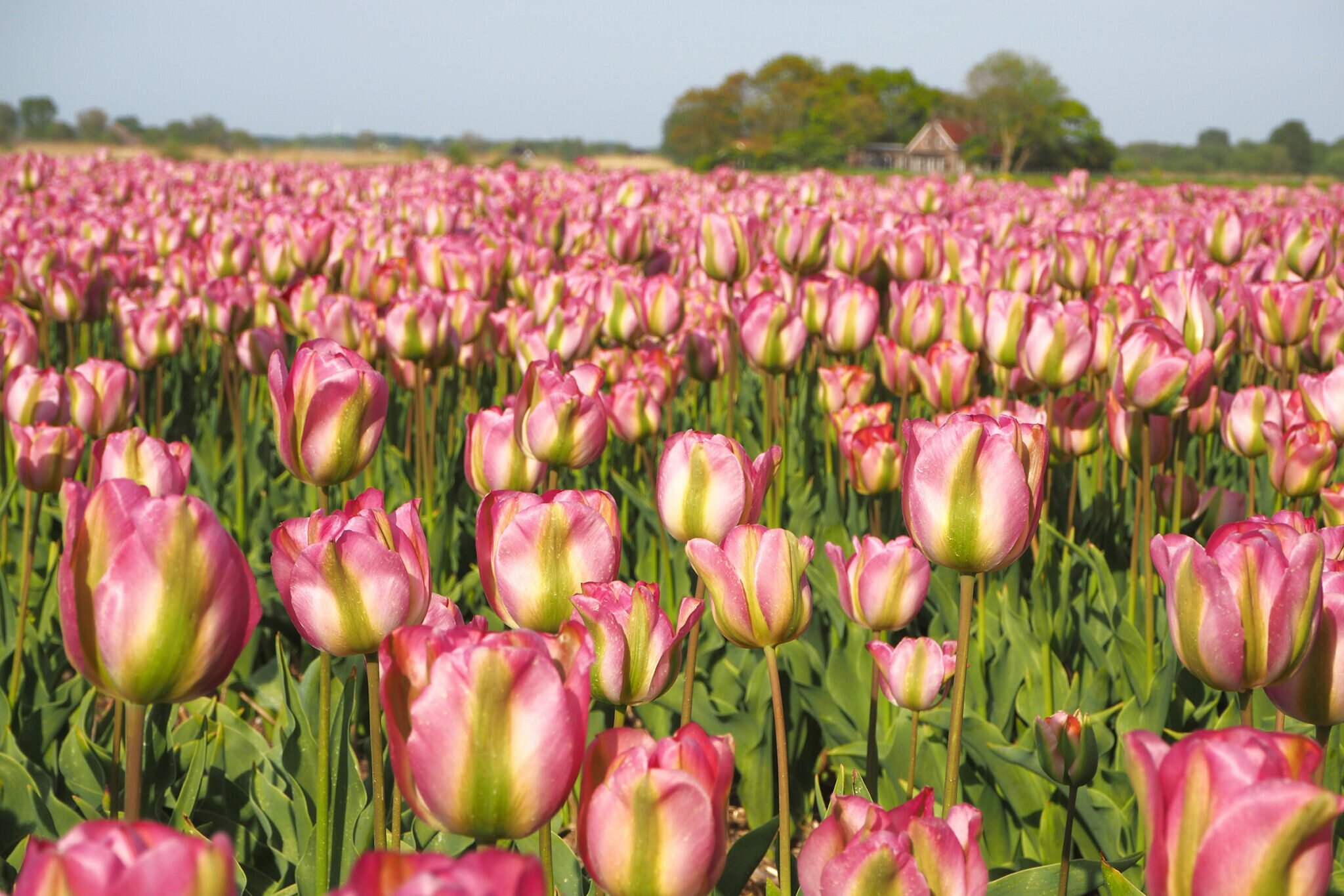 Where to See Tulip Fields in the Netherlands: A Complete Guide (2026 ...