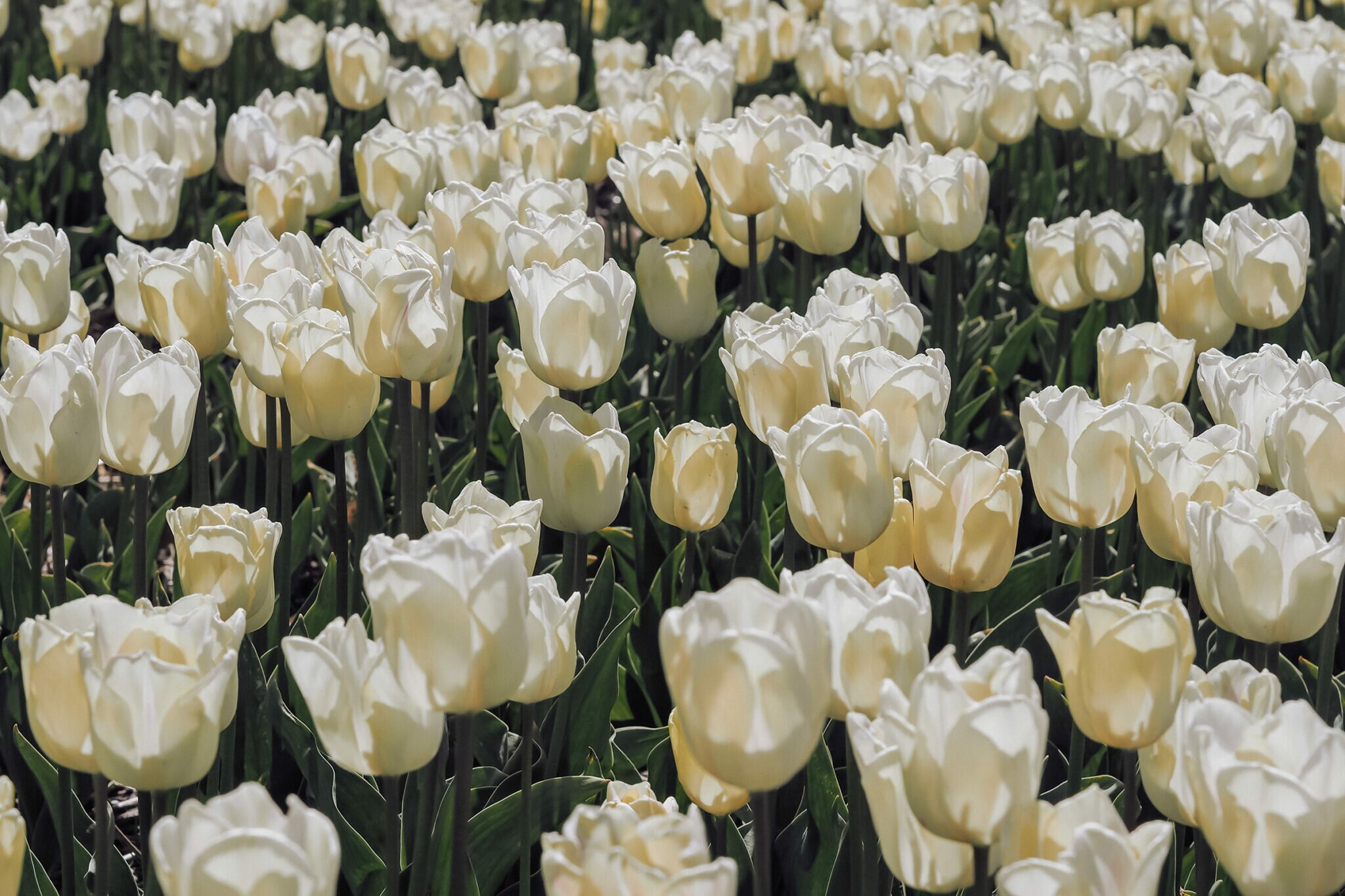 Visit the Dutch Tulip Fields: a Complete Guide | Amsterdamian ...