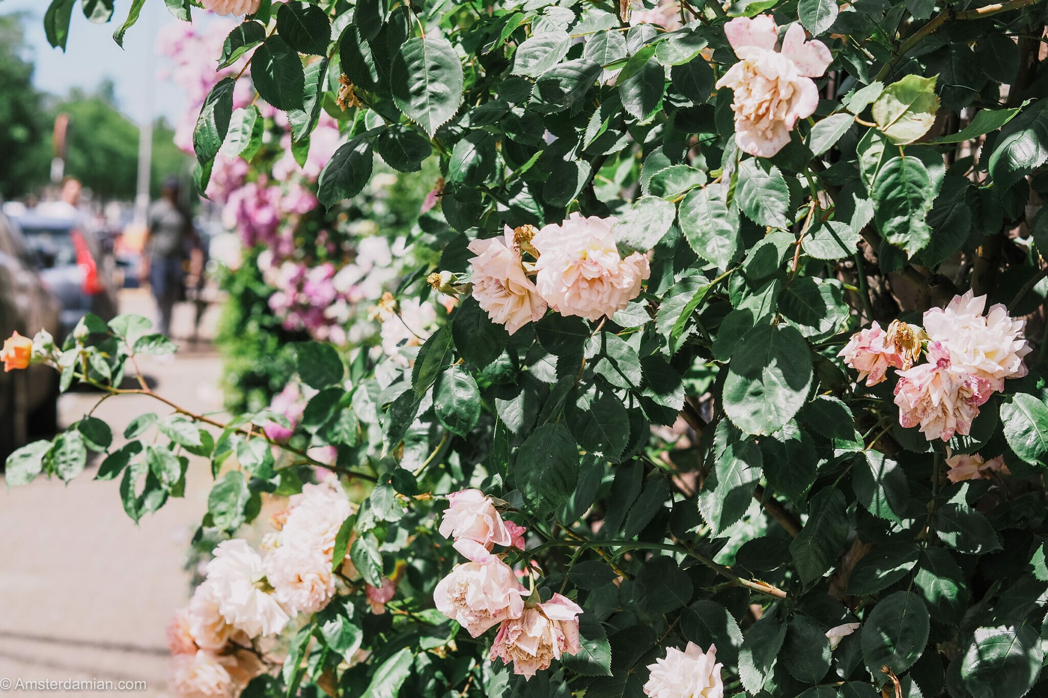 Amsterdam, the City of Roses | Amsterdamian - Amsterdam Blog