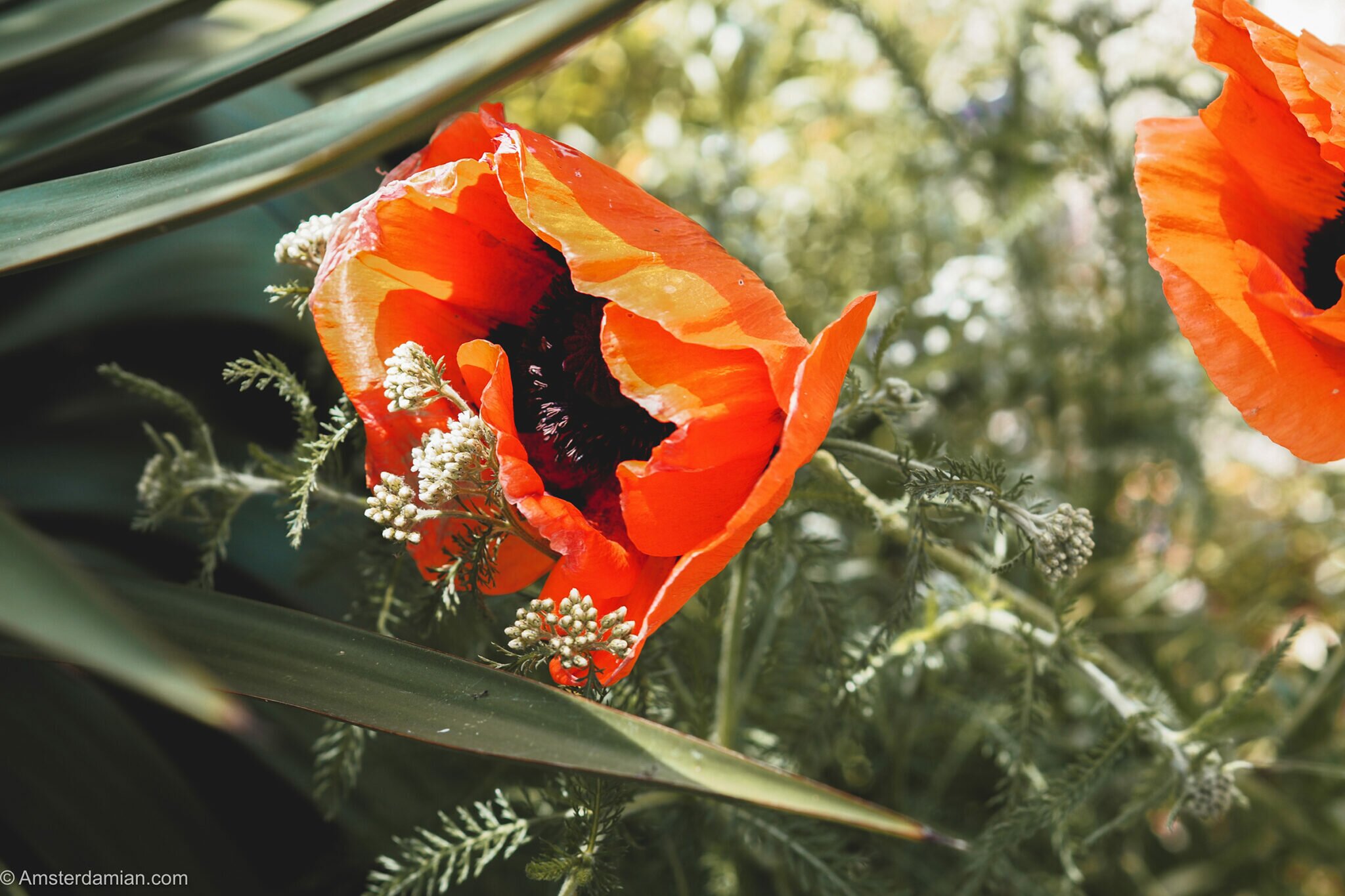 Amsterdam, the City of Roses | Amsterdamian - Amsterdam Blog