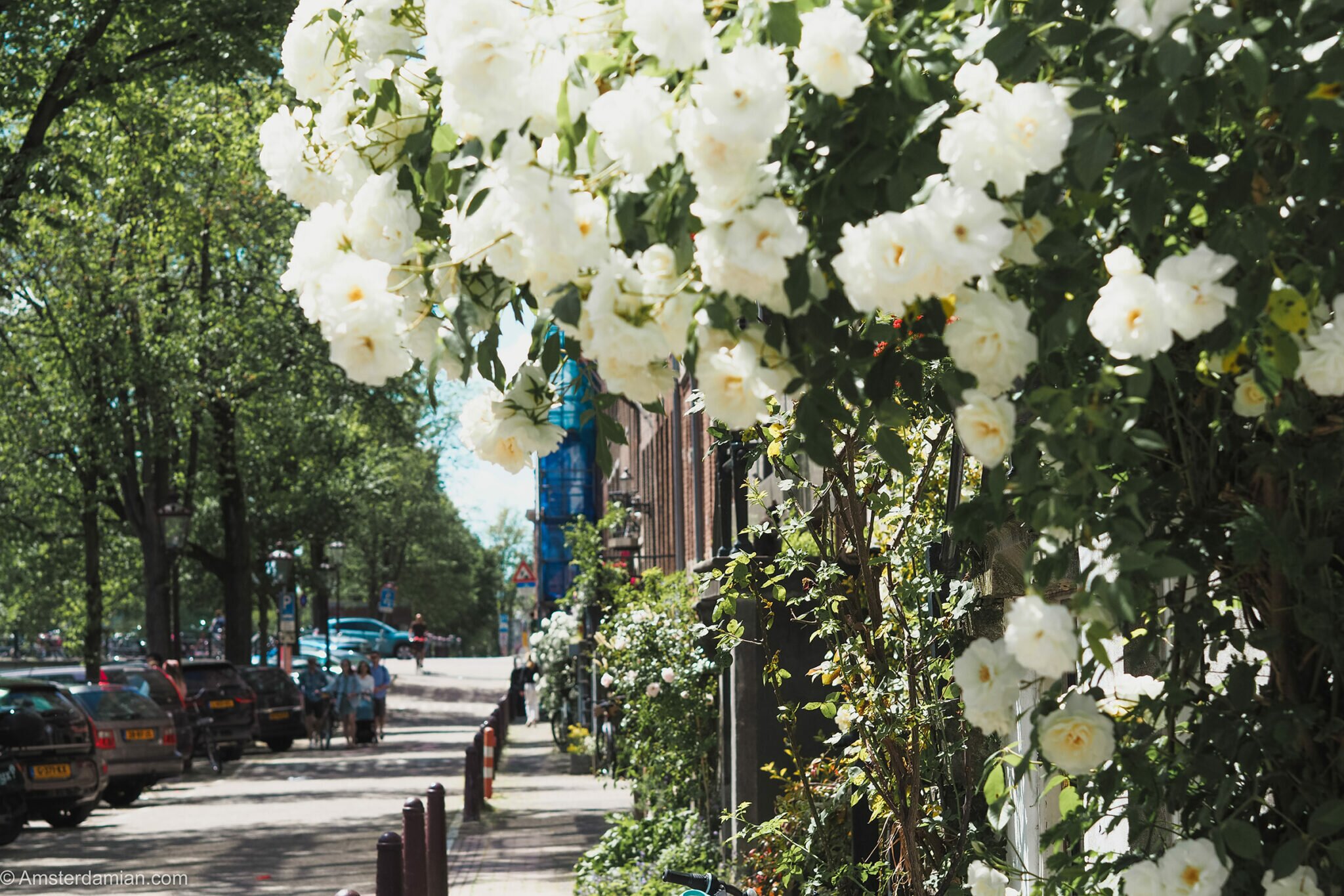Amsterdam, the City of Roses | Amsterdamian - Amsterdam Blog